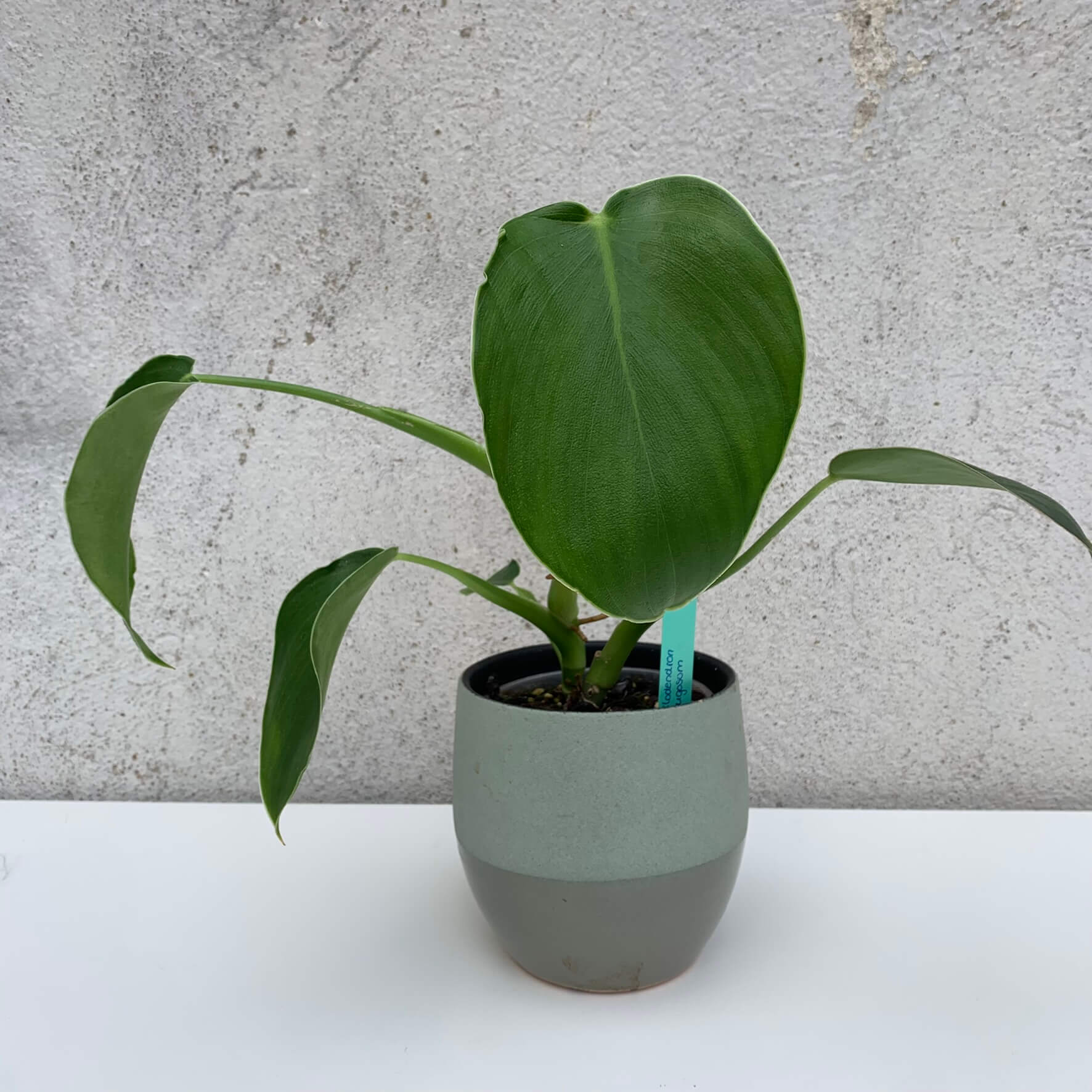 Philodendron rugosum | Philodendron | Plants | We Love Aroids