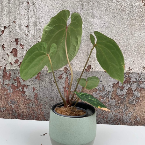 Anthurium besseae aff silver - A1 | Anthurium | Plants | We Love Aroids