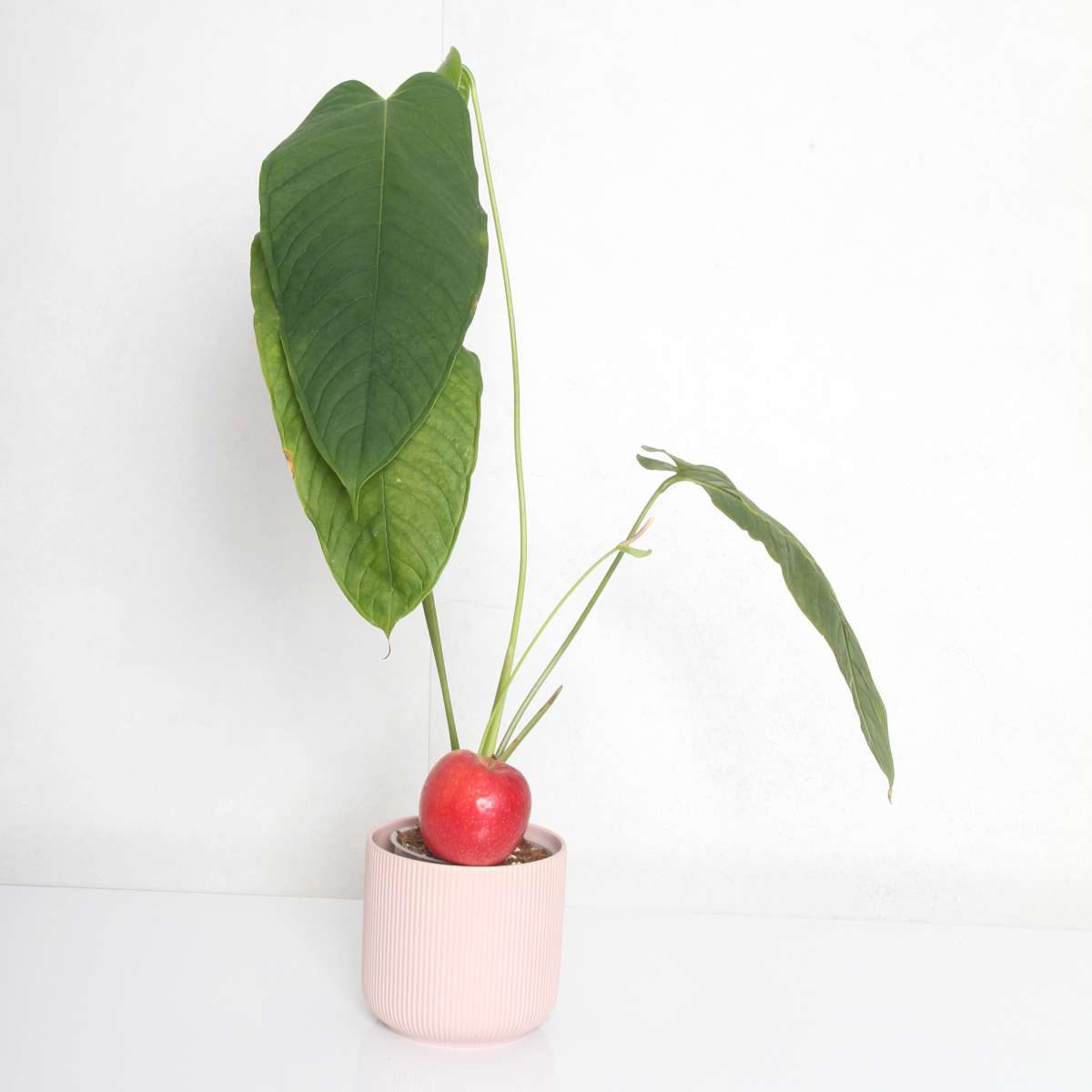 Anthurium Lineolatum XL | Anthurium | Plants | We Love Aroids