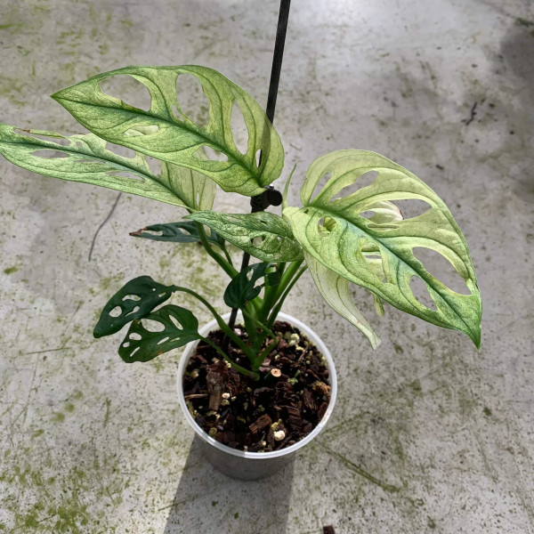 Monstera adansonii swedish ghost - C | variegated Plants | Plants | We ...