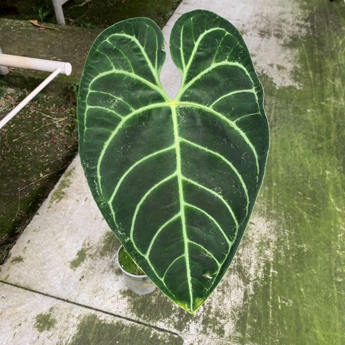 Anthurium regale - big | Anthurium | Plants | We Love Aroids
