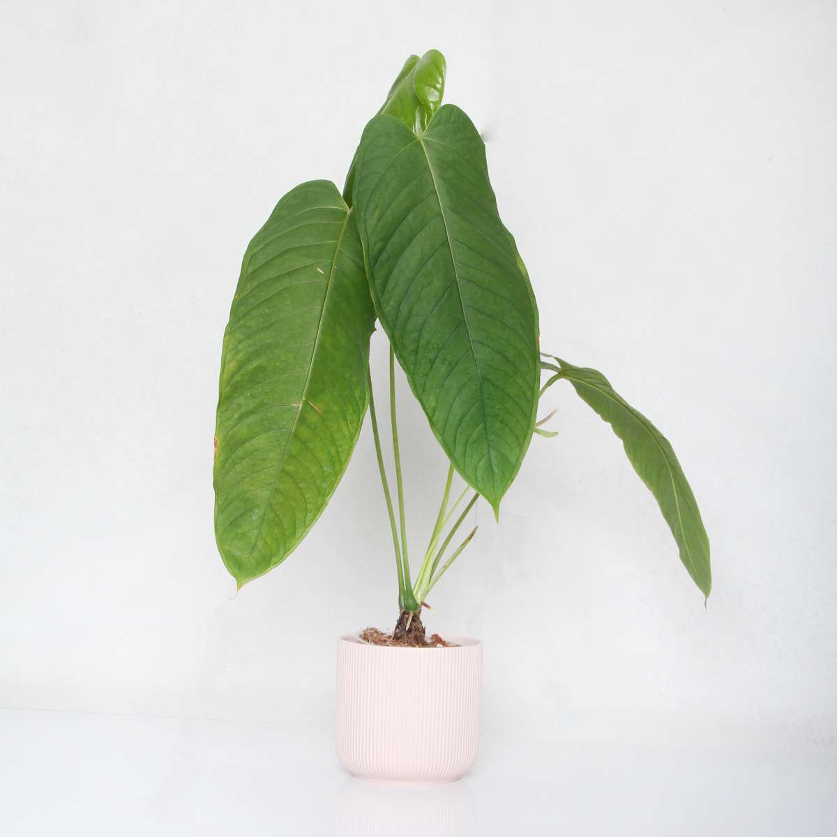 Anthurium Lineolatum XL | Anthurium | Plants | We Love Aroids