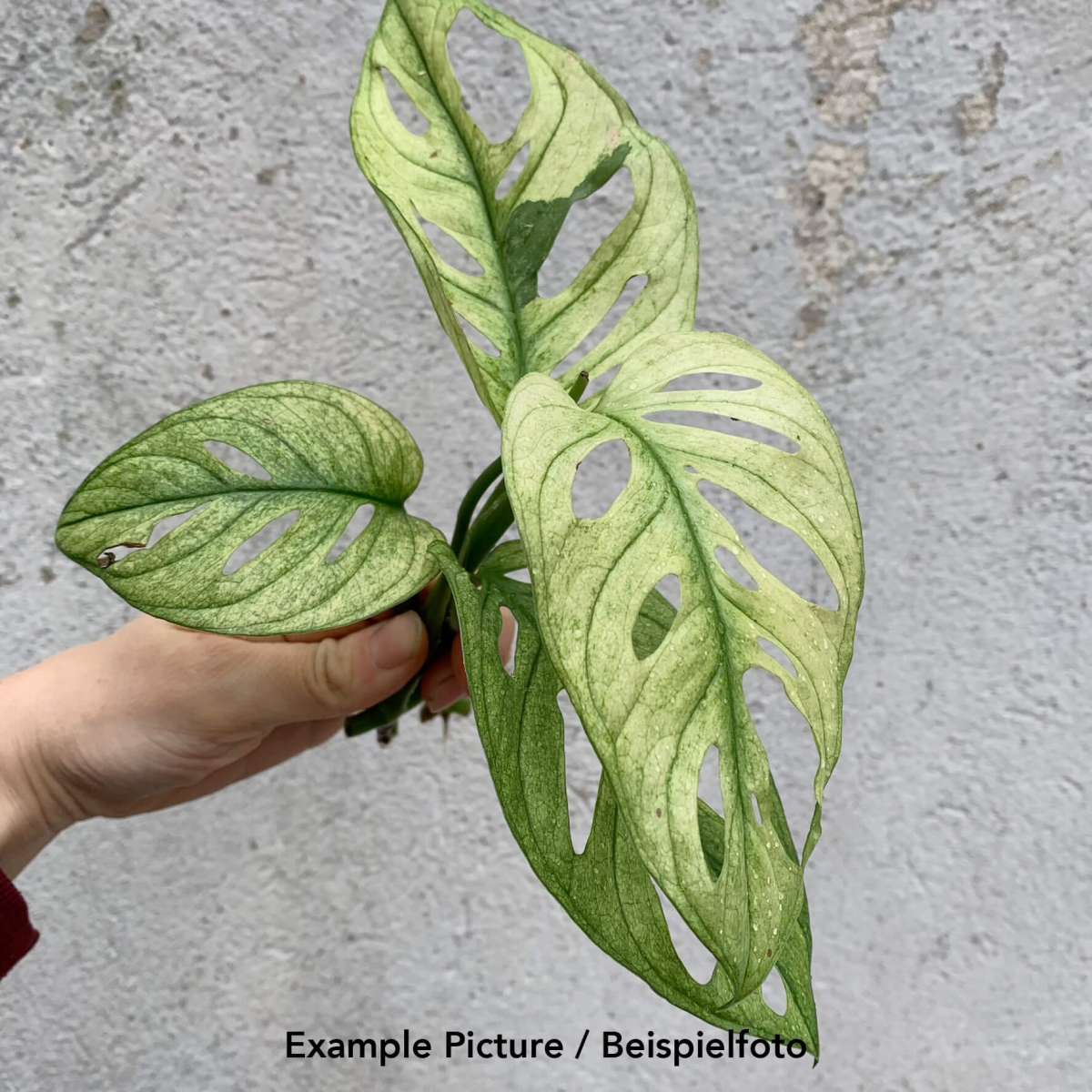Monstera adansonii „swedish ghost“ variegata - stem cutting | Cuttings ...