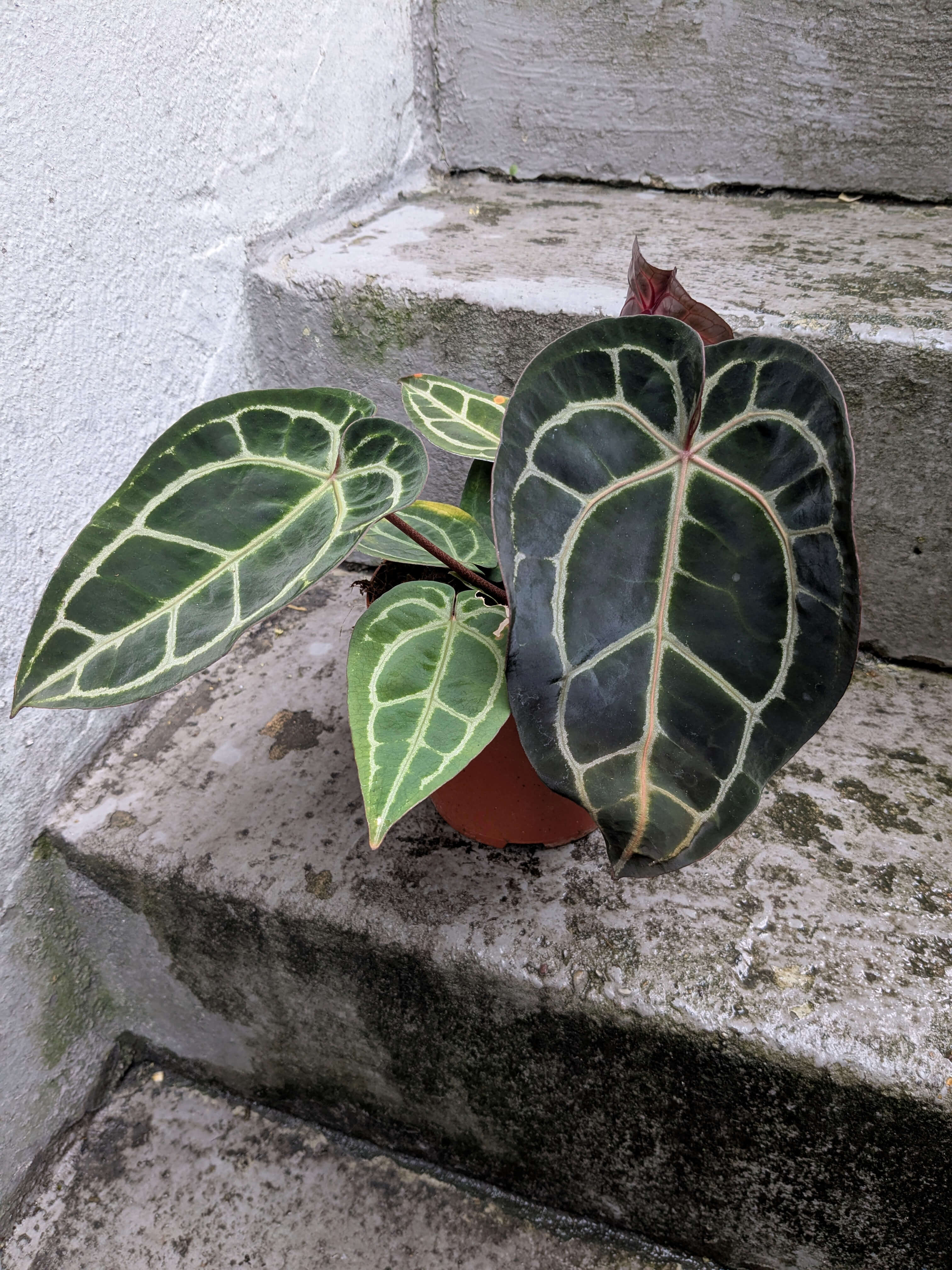 Anthurium Red crystallinum NSE x Tezula - C | Anthurium | Plants | We ...