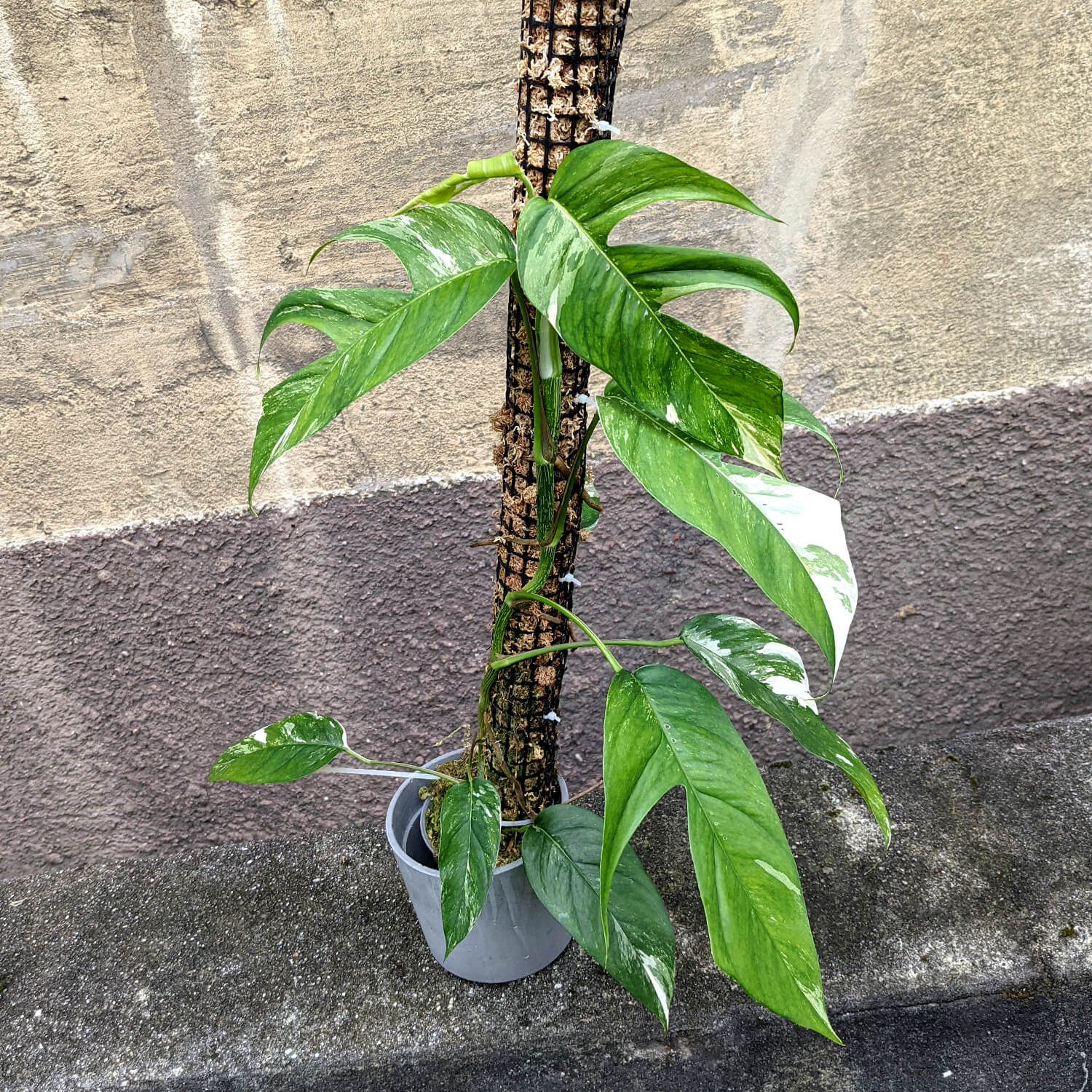 Epipremnum pinnatum variegata – Big | variegated Plants | Plants | We ...