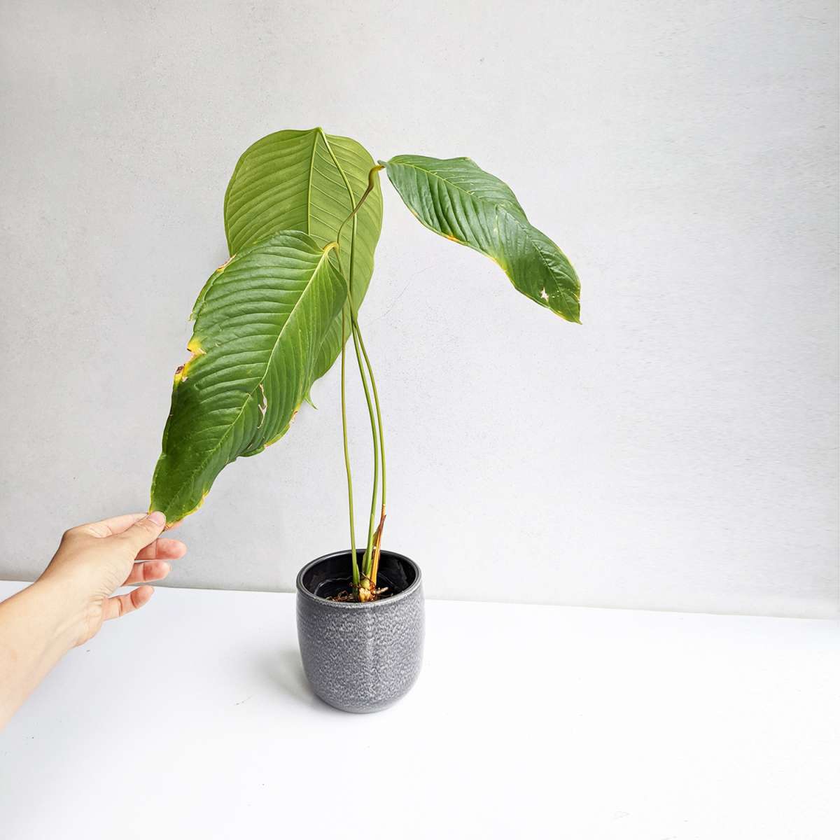 Anthurium lineolatum „round form“ - XL | Anthurium | Plants | We Love ...