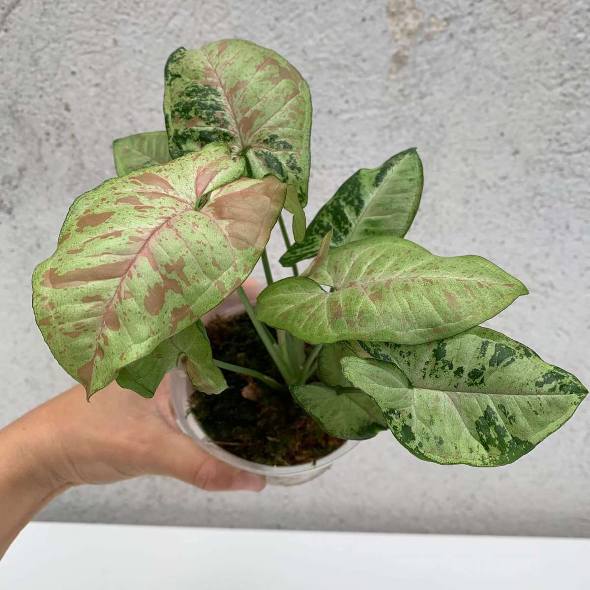 Syngonium Confetti Tricolor - small | panaschierte Pflanzen | Pflanzen ...