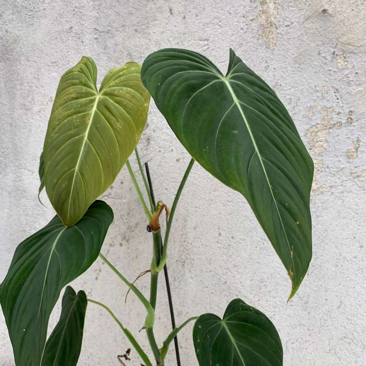 Philodendron Glorious (melanochrysum x gloriosum) big - A ...