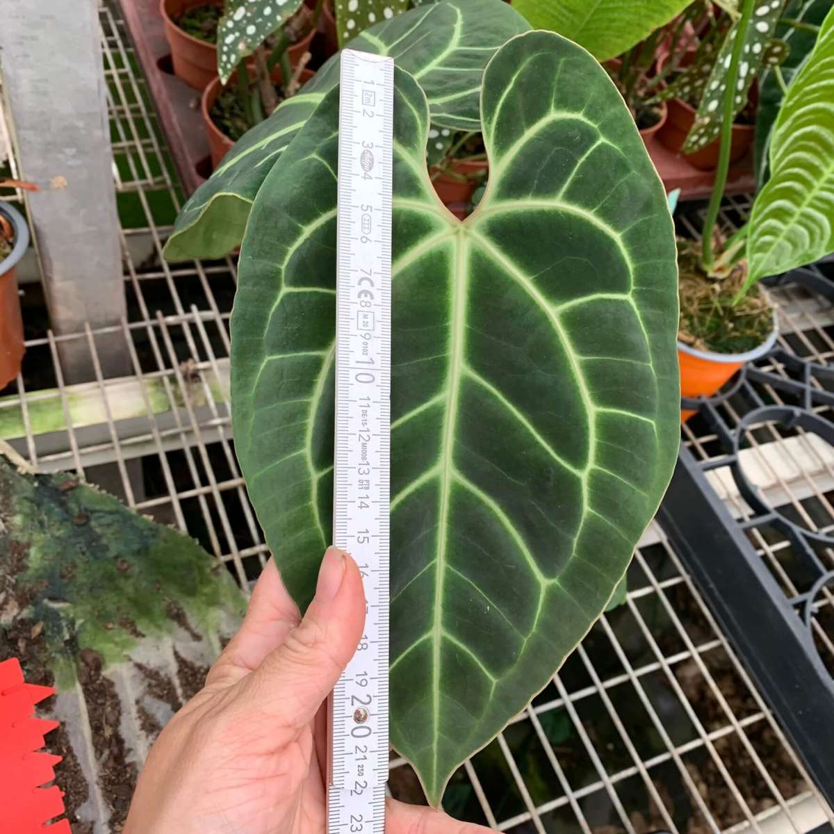 Anthurium besseae aff silver - A | Anthurium | Plants | We Love Aroids