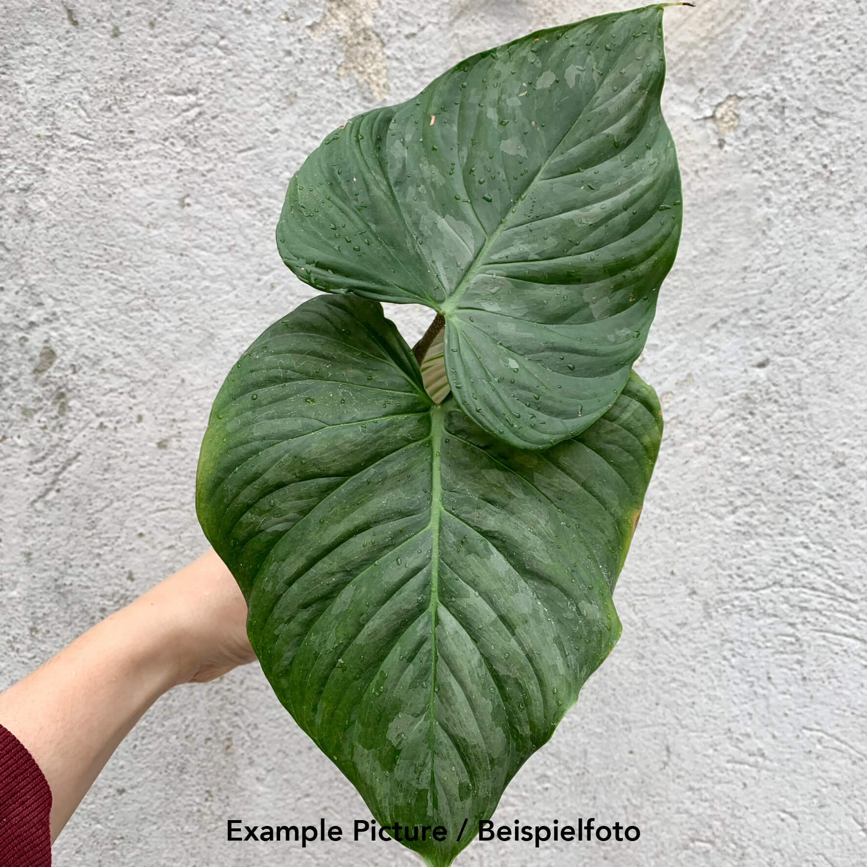 Philodendron Majestic sodiroi X Verrucosum Stem Cutting Cuttings philodendron-majestic-sodiroi-x-verrucosum-stem-cutting-cuttings