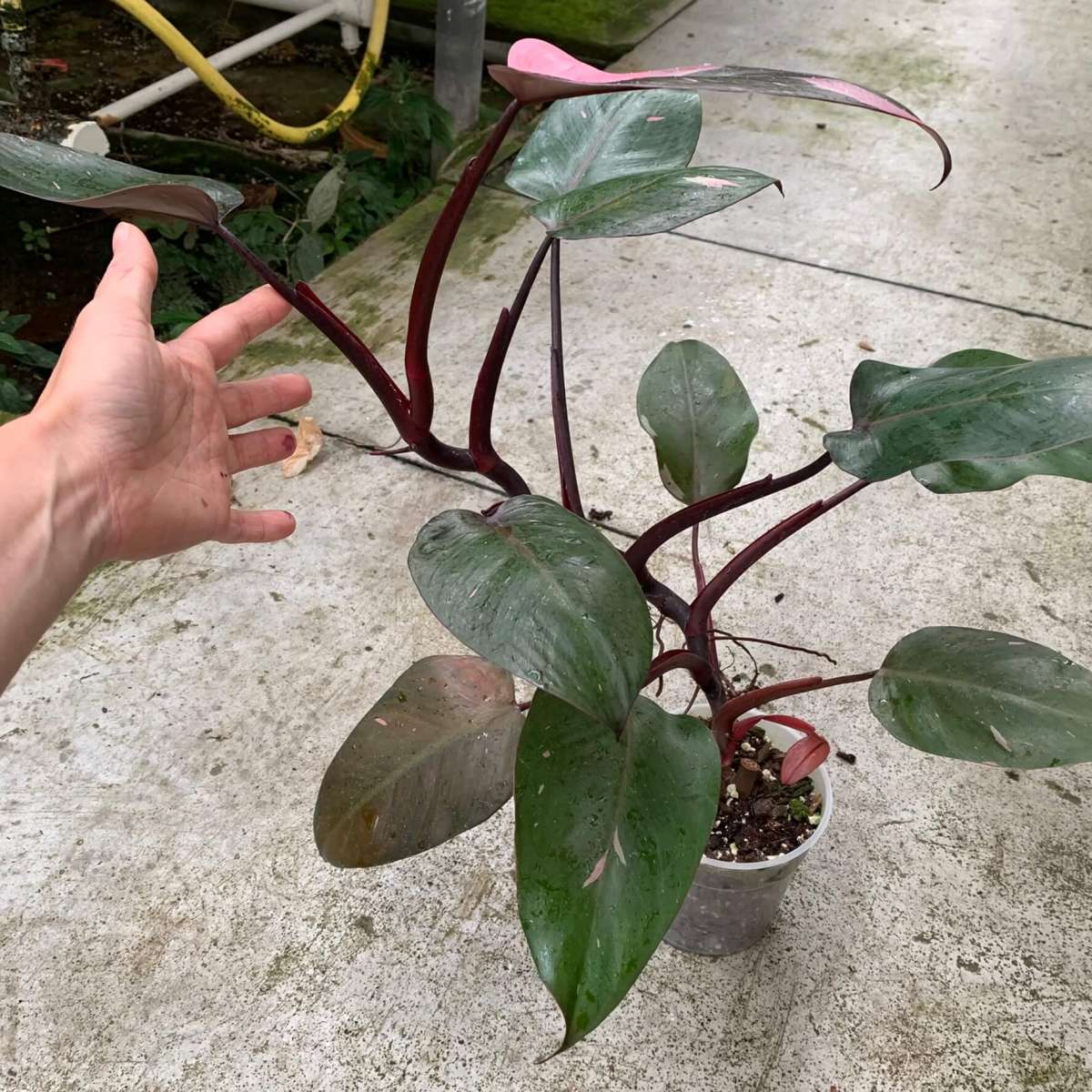 Philodendron Pink Princess - big | Philodendron | Plants | We Love Aroids