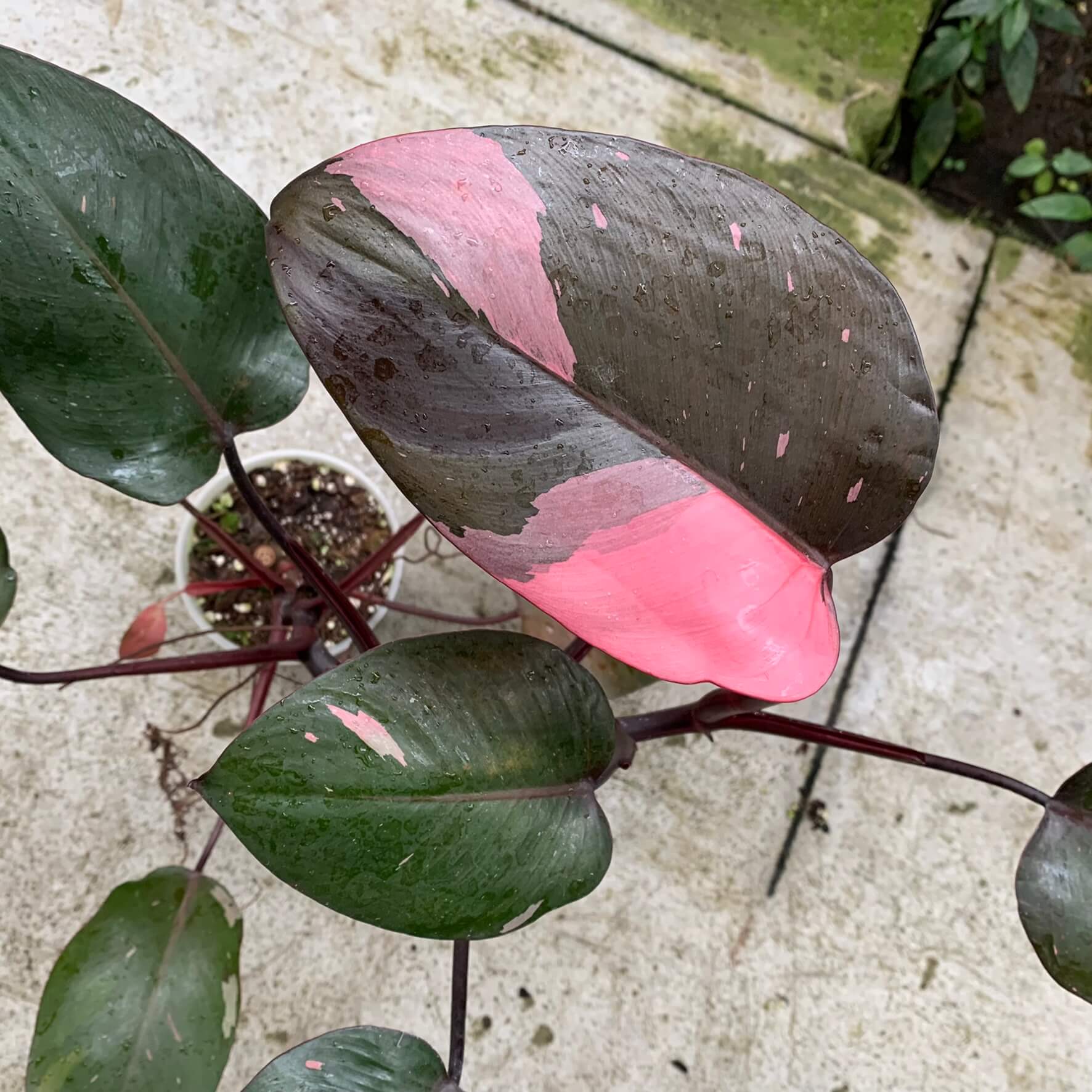 Philodendron Pink Princess - big | Philodendron | Plants | We Love Aroids
