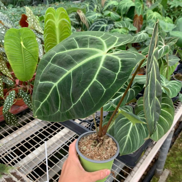 Anthurium besseae aff silver - A | Anthurium | Plants | We Love Aroids