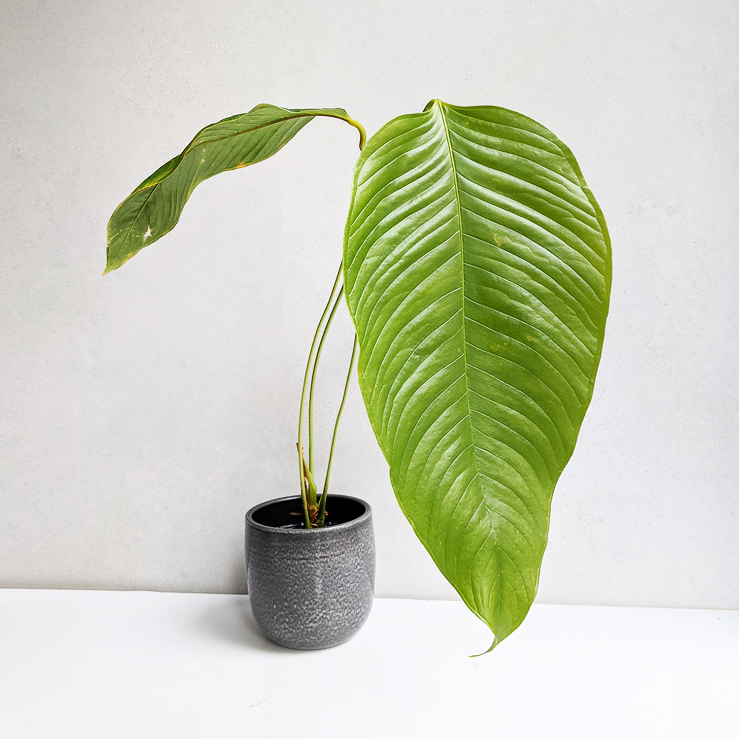 Anthurium lineolatum „round form“ - XL | Anthurium | Plants | We Love ...