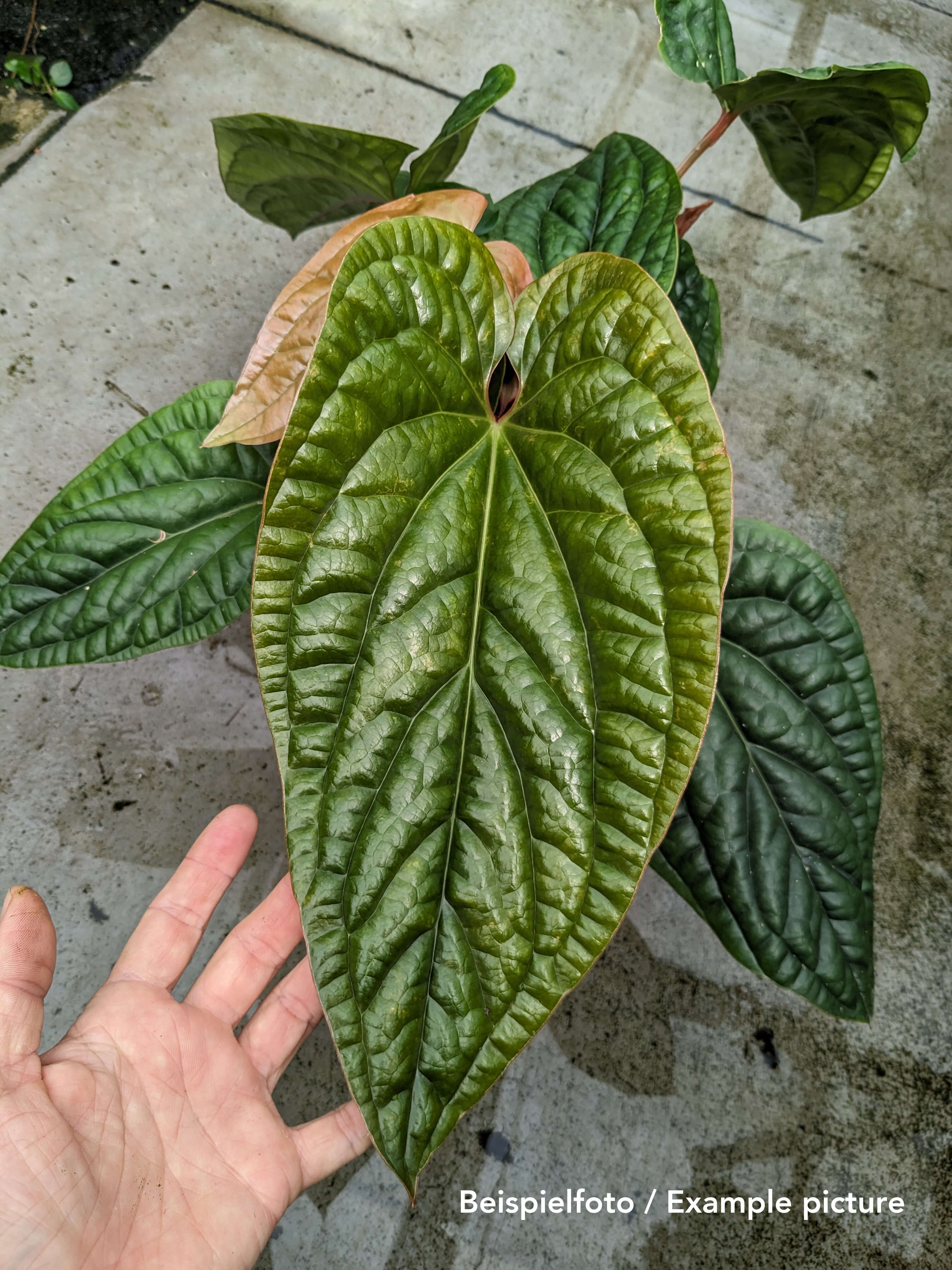 Anthurium radicans x luxurians - big | Anthurium | Plants | We Love Aroids