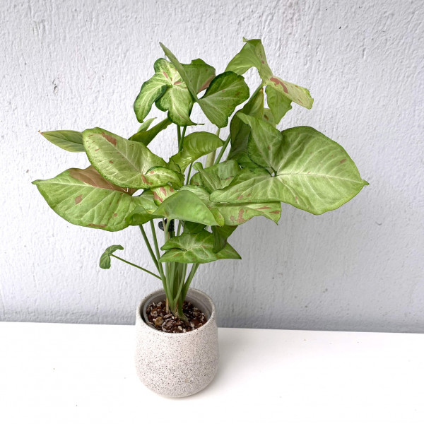 Syngonium Confetti Tricolor - less variegata - A | Syngonium | Plants ...