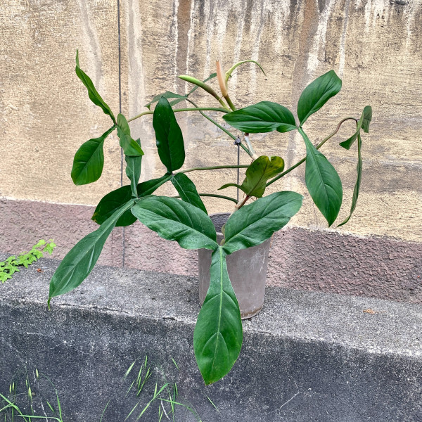 Philodendron 69686 - XL | Philodendron | Plants | We Love Aroids