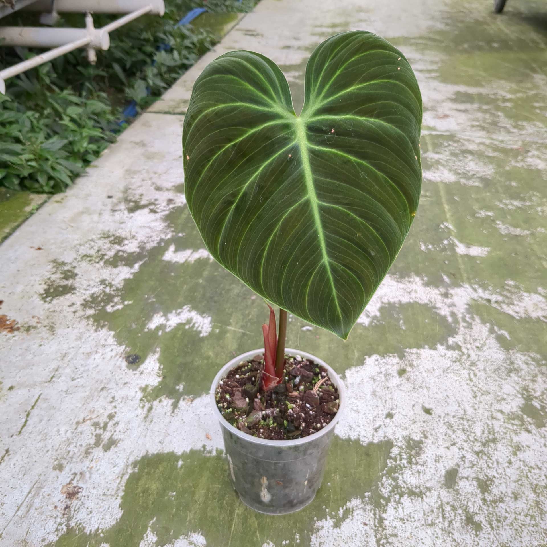 Philodendron el choco red / rubrijuvenilum - small | Philodendron ...