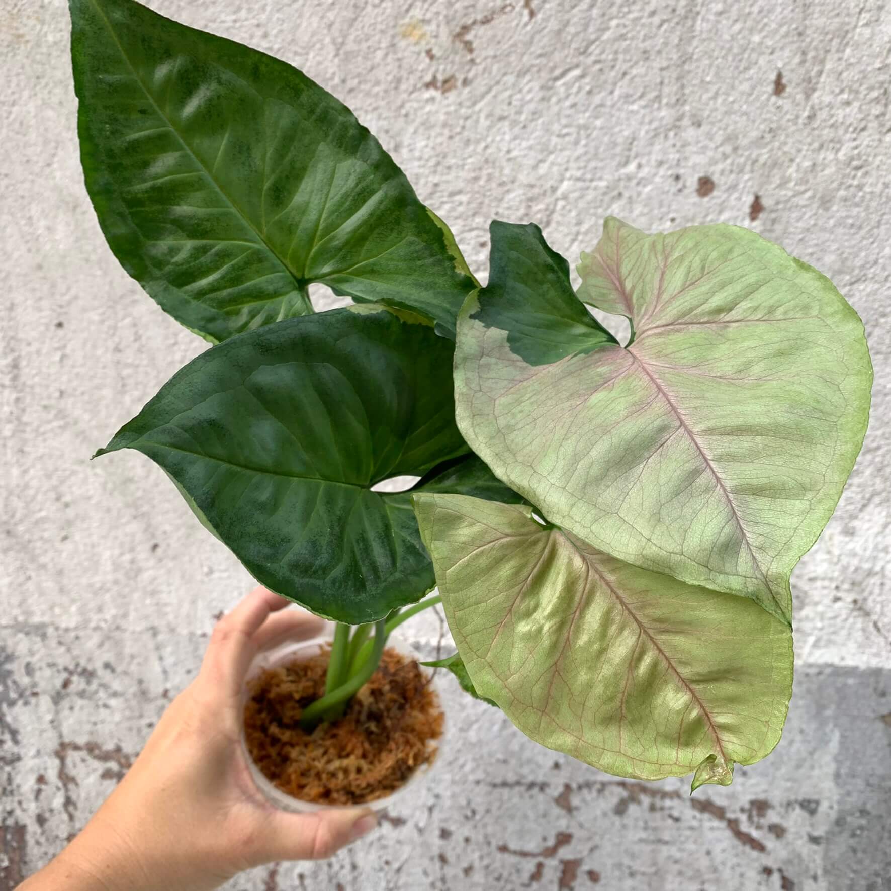 Syngonium T24 | Syngonium | Plants | We Love Aroids