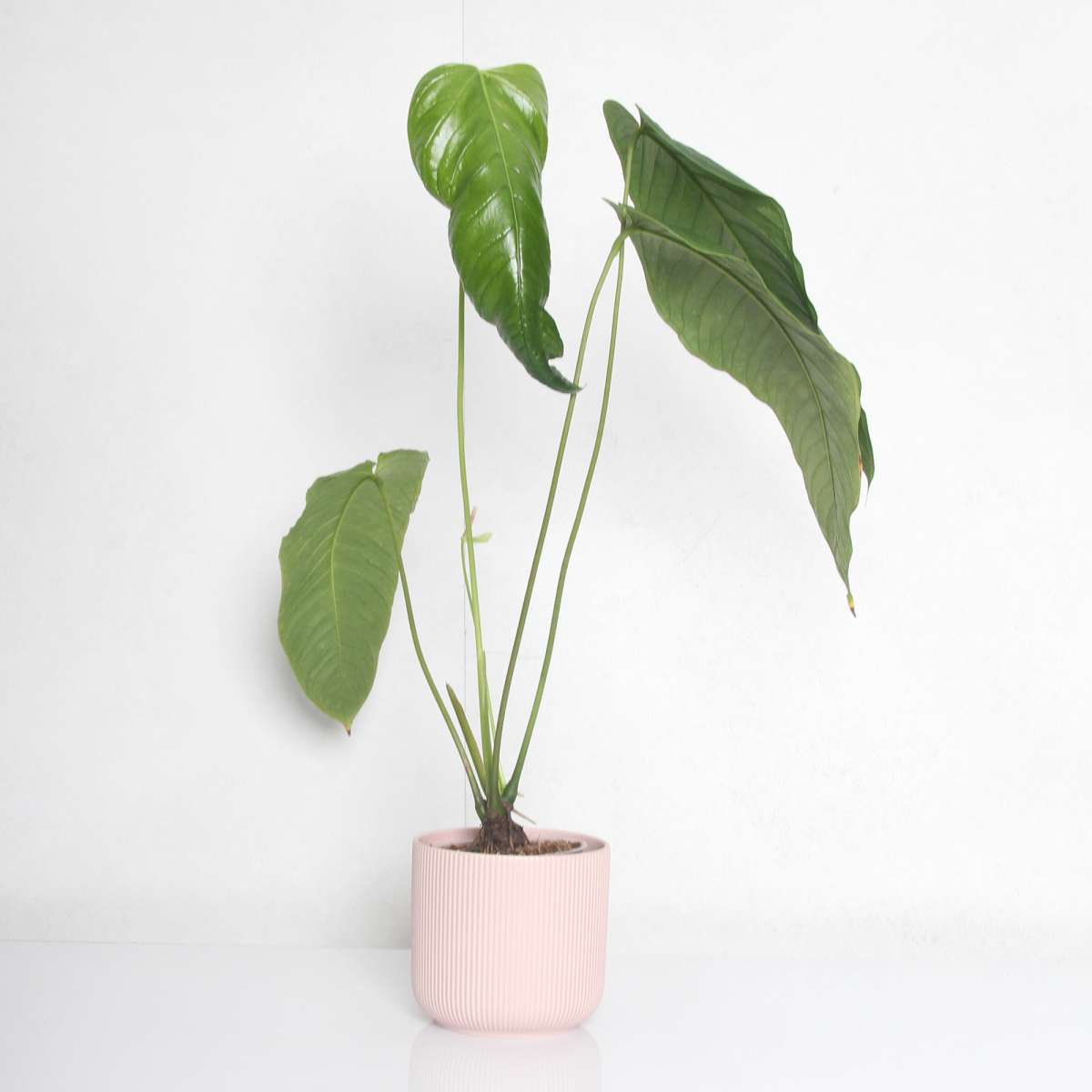 Anthurium Lineolatum XL | Anthurium | Plants | We Love Aroids