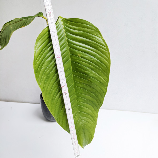 Anthurium lineolatum „round form“ - XL | Anthurium | Plants | We Love ...